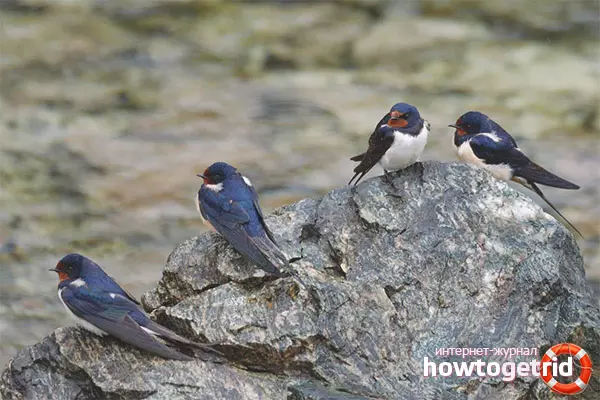 Karakteristikat e riprodhimit të swallows fshatar