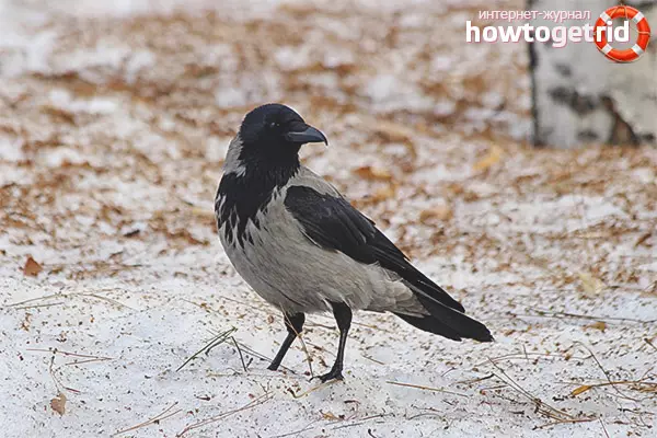 Habitat gray crows