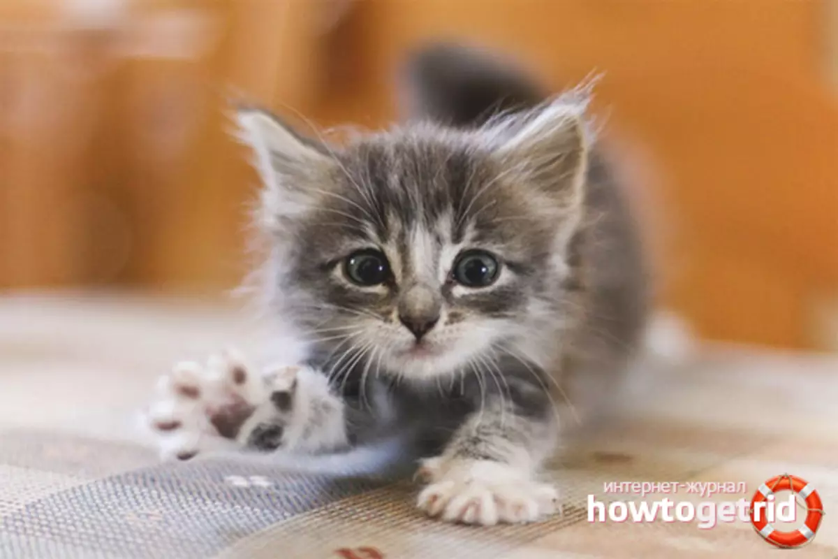 Kumaha nangtoskeun umur anak ucing