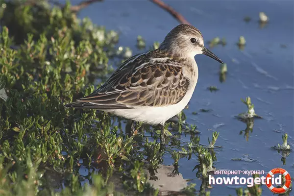 Nguvu ya rangi-Sparrow.