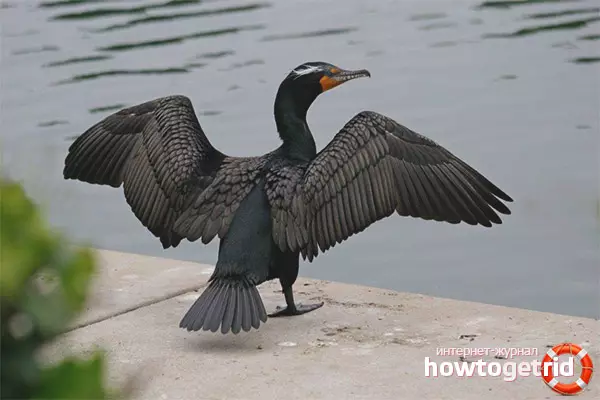 Phalacroorax aristotelis.