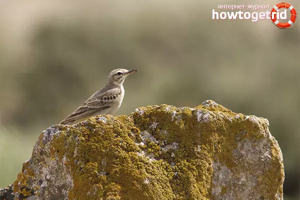 Anthus Campestris.