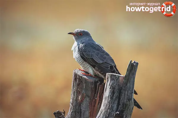 કુસ્યુલસ કેનોરસ.