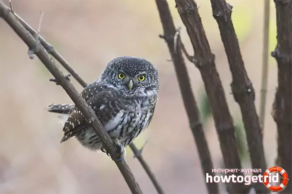 Habitat tina bueuk sparrow