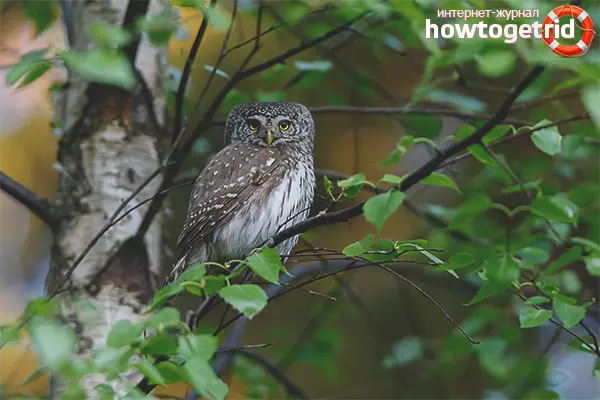 Atáirgeadh Owl Sparrow