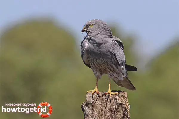 MEADOW LUN - ವಿವರಣೆ, ಆವಾಸಸ್ಥಾನ, ಆಸಕ್ತಿದಾಯಕ ಸಂಗತಿಗಳು