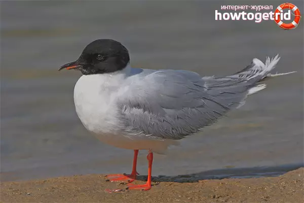 Small gull