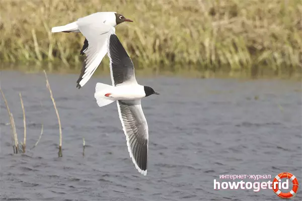 Features of breeding and nesting of a small seagull