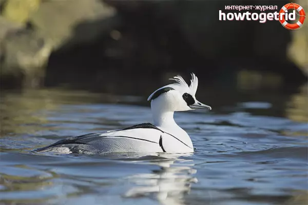 Smew