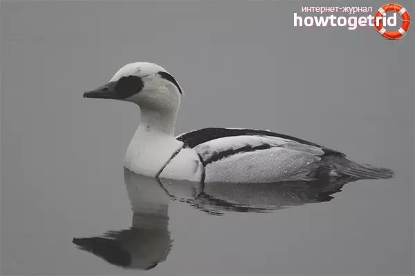 कसरी lutok प्रजाति