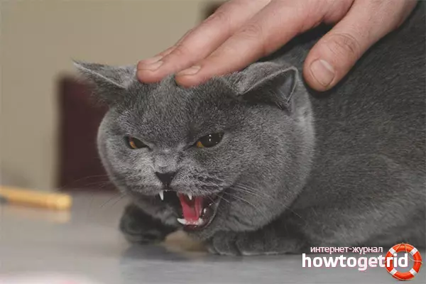 El gato defiende el territorio y los golpes.