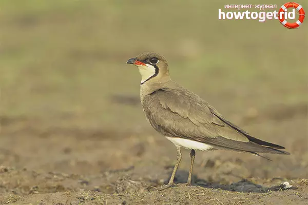 સ્ટેપપ ટીર્કુષ્કા