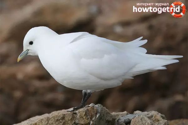 Gaivota branca