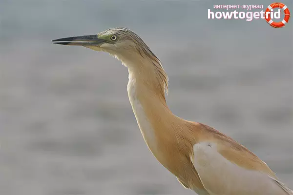 Yellow Heron.