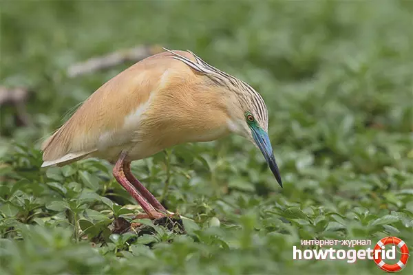 અર્ડેલા રેલોઇડ્સ.