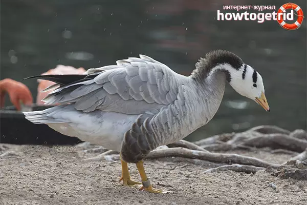 Mountain Gus - Beschrijving, Habitat, Interessante feiten