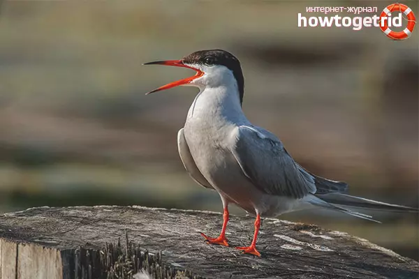 Речен стап