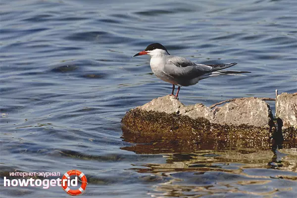 Sterna Hirundo.