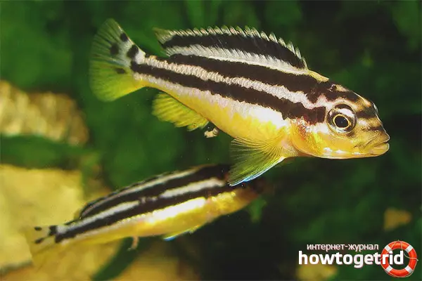 מלנווכרומיס Auratus.