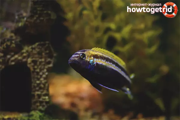 Aquarium Samaki Melanochromis Auratus.