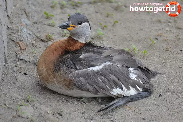 Condiții de habitat și stilul de viață