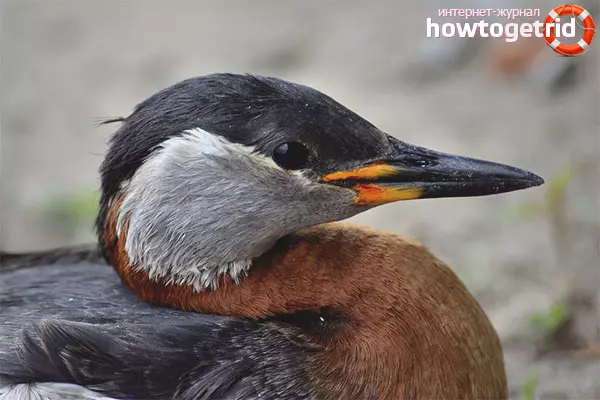 Podiceps Griegegena.