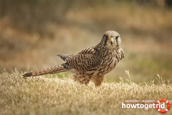 Kestrel.