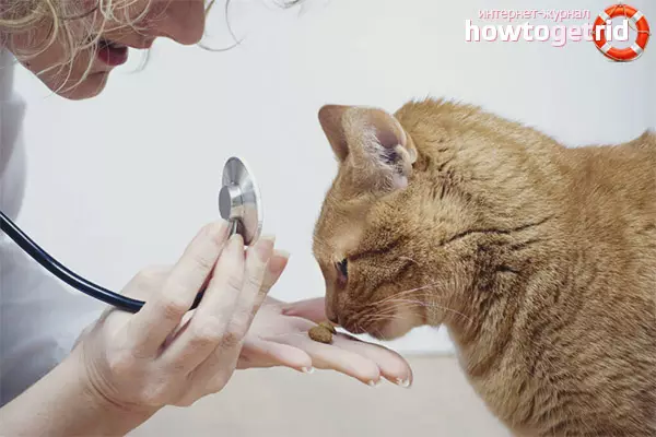 Alergia a la comida en gatos