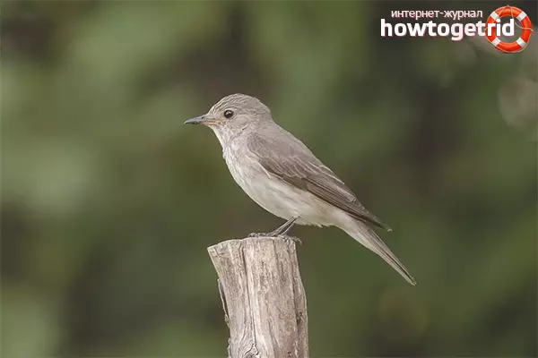 સમુદ્ર મુકુલોવકા