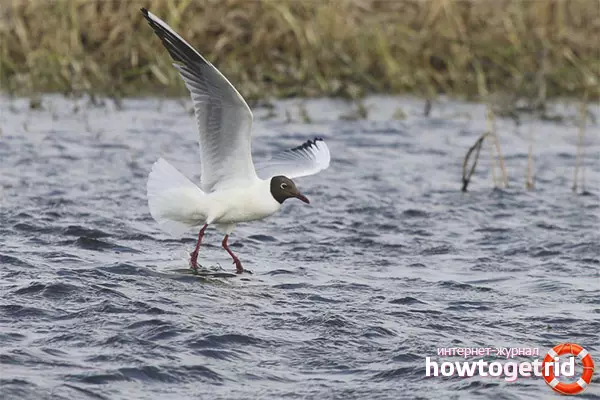 ໂພຊະນາການຂອງ Lake Gull