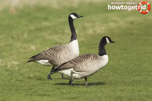 Razmnoževanje kanadskega kazarstva