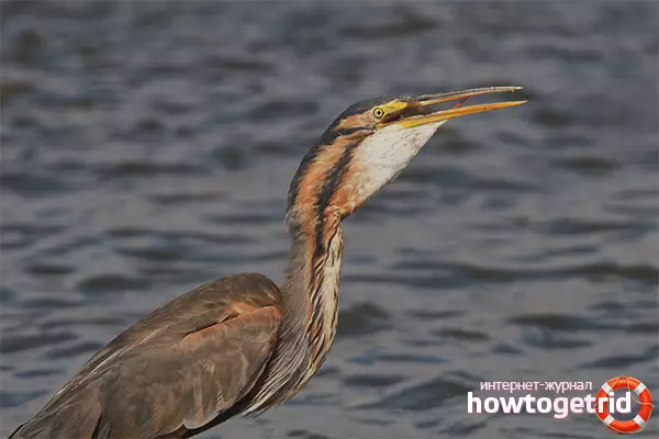 Redhead Heron