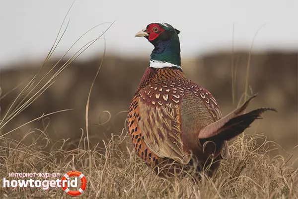 Verspreiding van Pheasante in Vivo