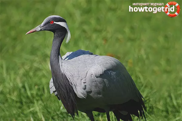 ಆಂಥ್ರೊಪೋಯಿಡ್ಸ್ ಕನ್ಯಾರಾಶಿ.