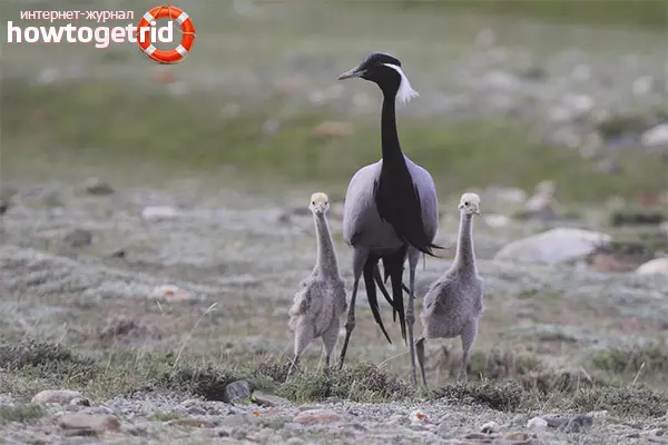 Pengeluaran semula kren kacak