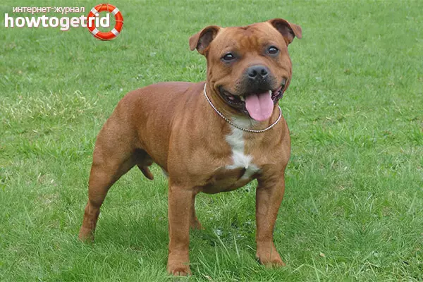 Staffordshire Bull Terrier- ის სპეციალიზაცია