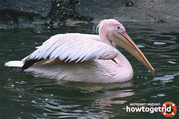 Habitat Pink Pelicans.