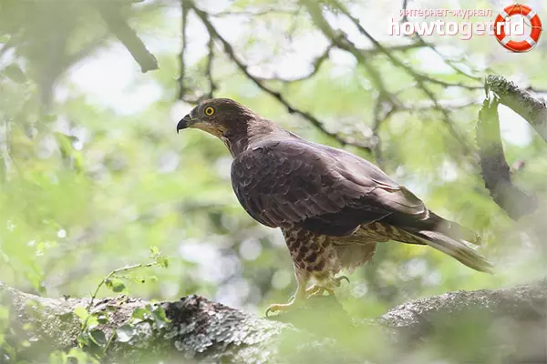 विशेष वितरण वैशिष्ट्ये