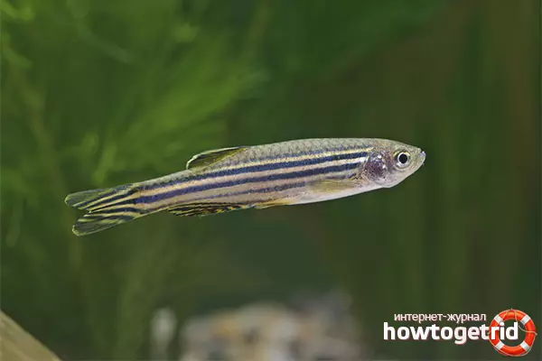 Danio Roerio.