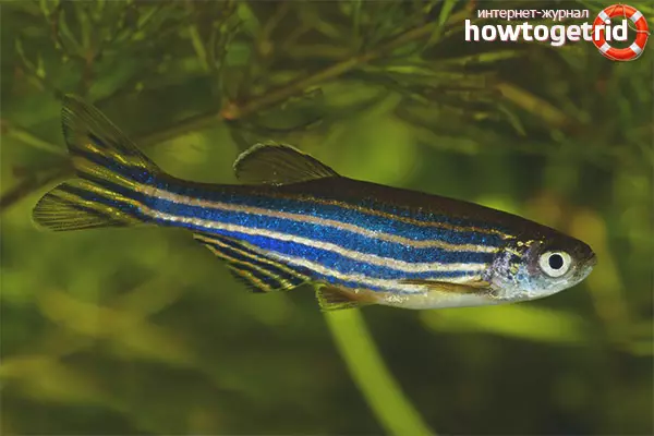 Kako hraniti Danio Roerio