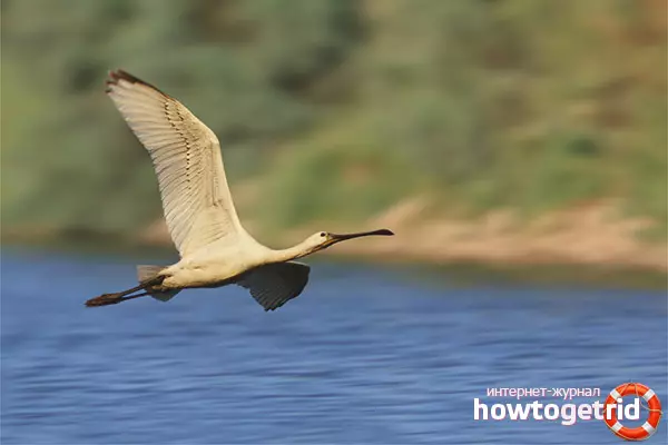 Leucorodia Platalea.