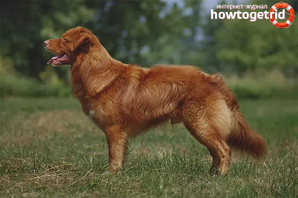 Novoshotland Retriever