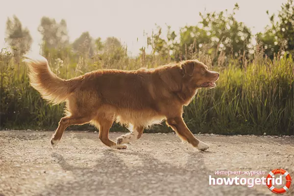 Reprenita Retriever Breed Standard