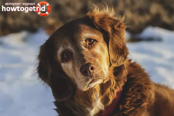 Perros de raza novoshotland retriever