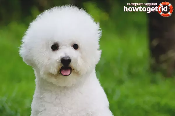 Bichon friso