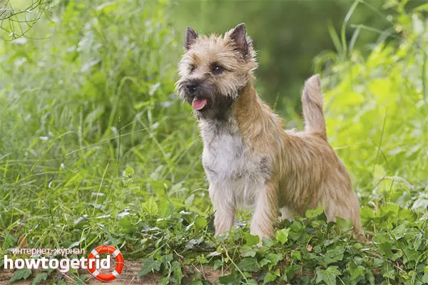 Externe kenmerken van Kerne Terrier