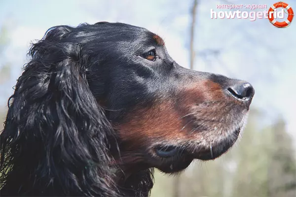 Caracterul Setter Scottish.