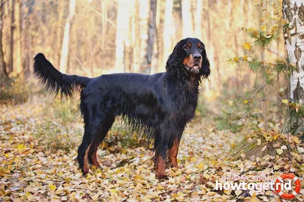 Şotlandiya Setter Baxımı