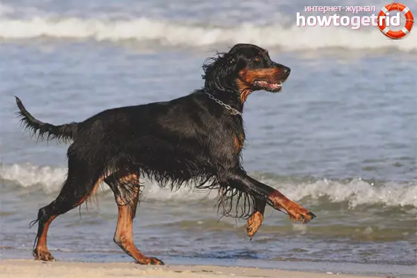 Setteur écossais de race de chien