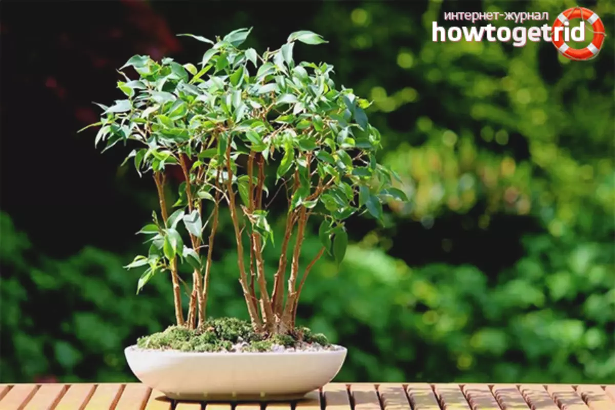 How to grow Ficus